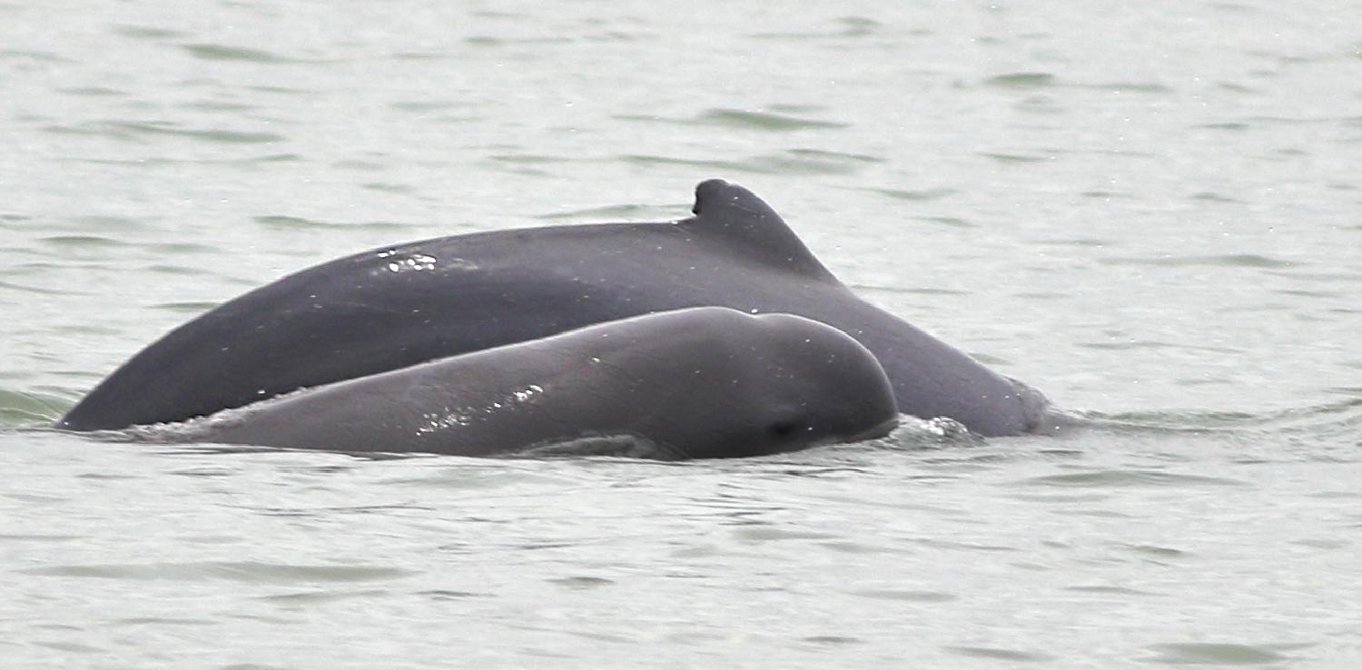 A New Decree for Mekong River Dolphins Protection