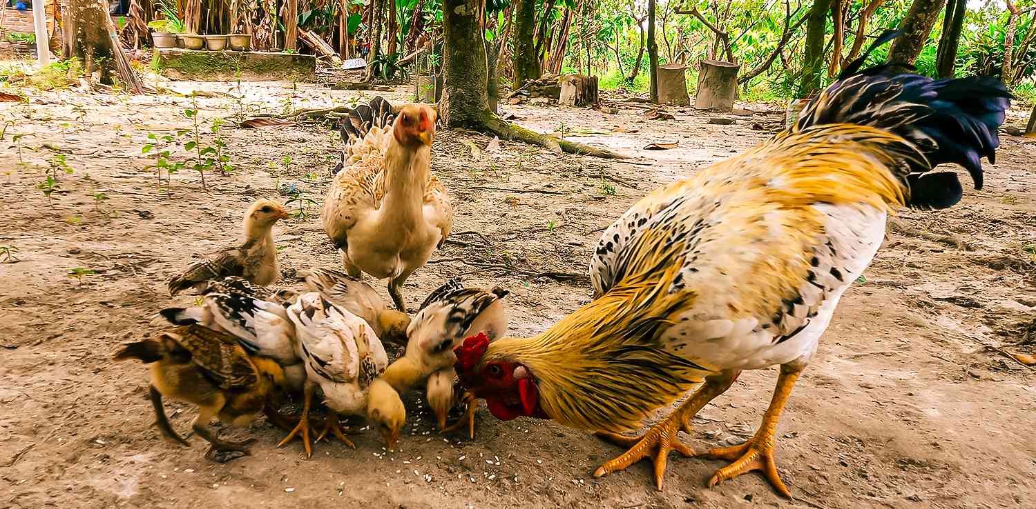 Animal Welfare in Sustainable Development - Green Network Asia