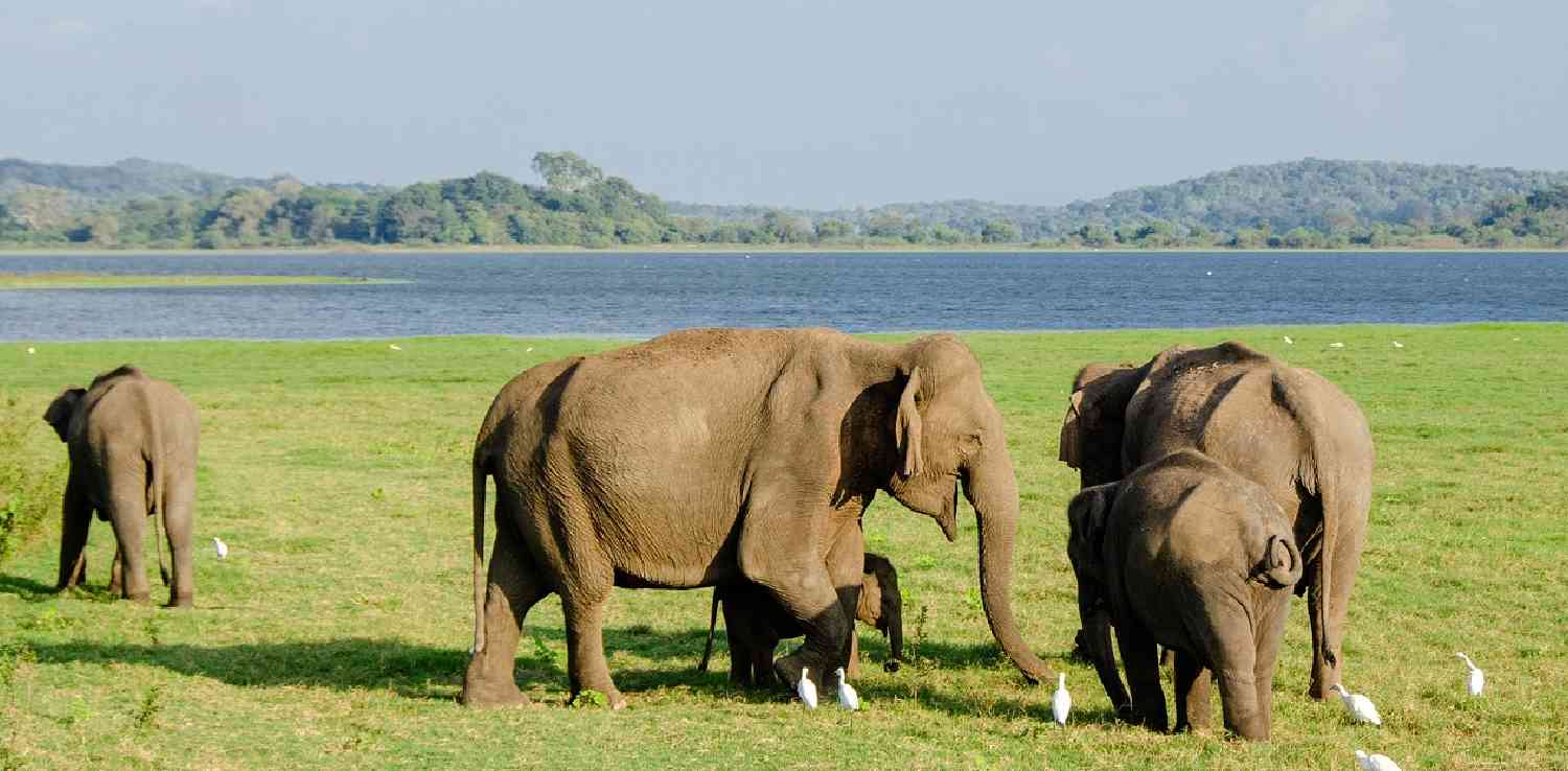 The MIKE Programme: Monitoring Elephant Killings to Support ...