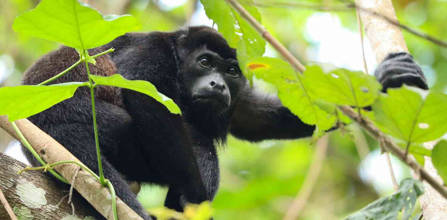 Exploring Community-Based Conservation Efforts of Black Howler Monkeys ...