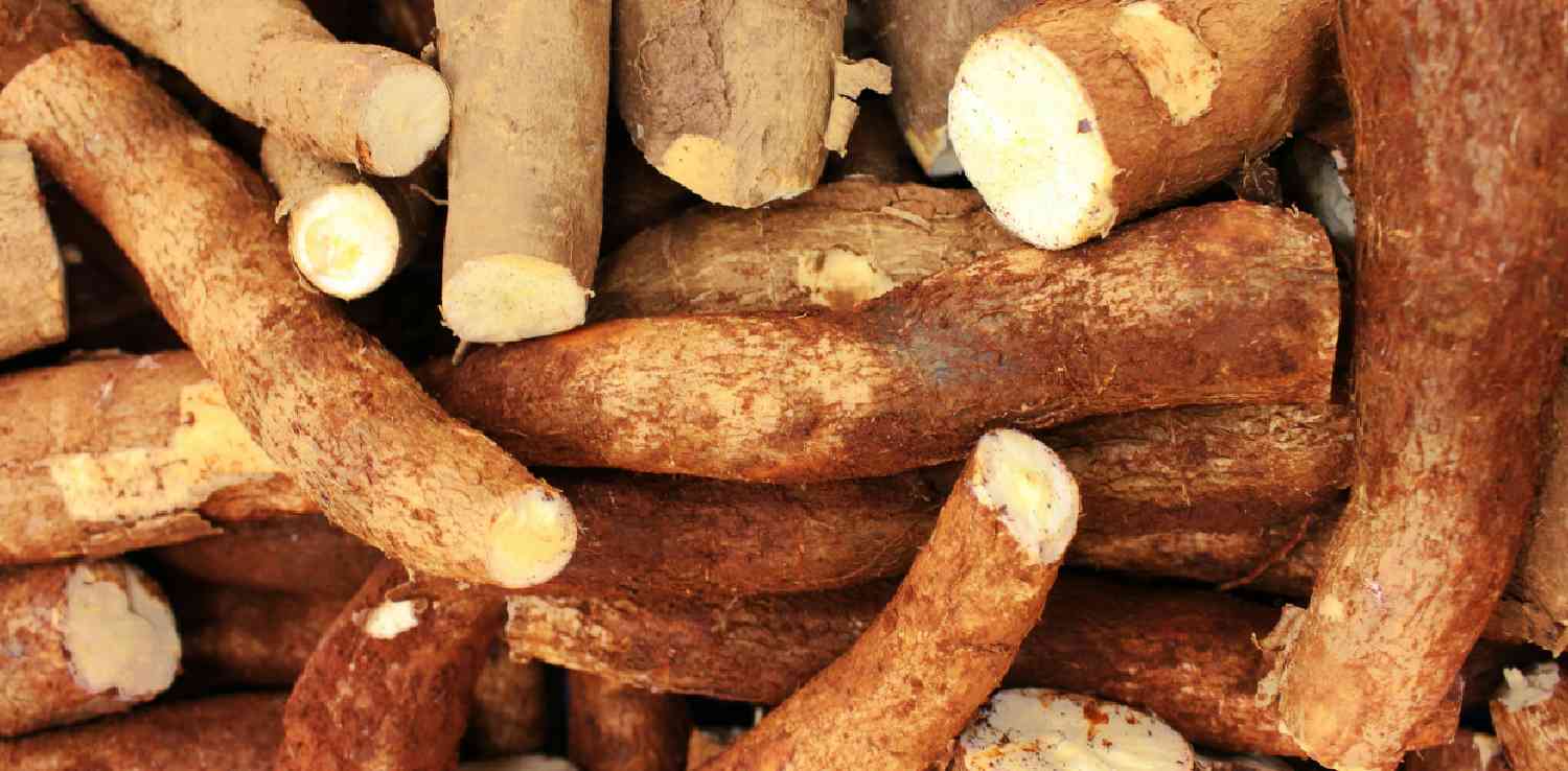 Improving Cassava Productivity and Quality in Tanzania - Green Network Asia