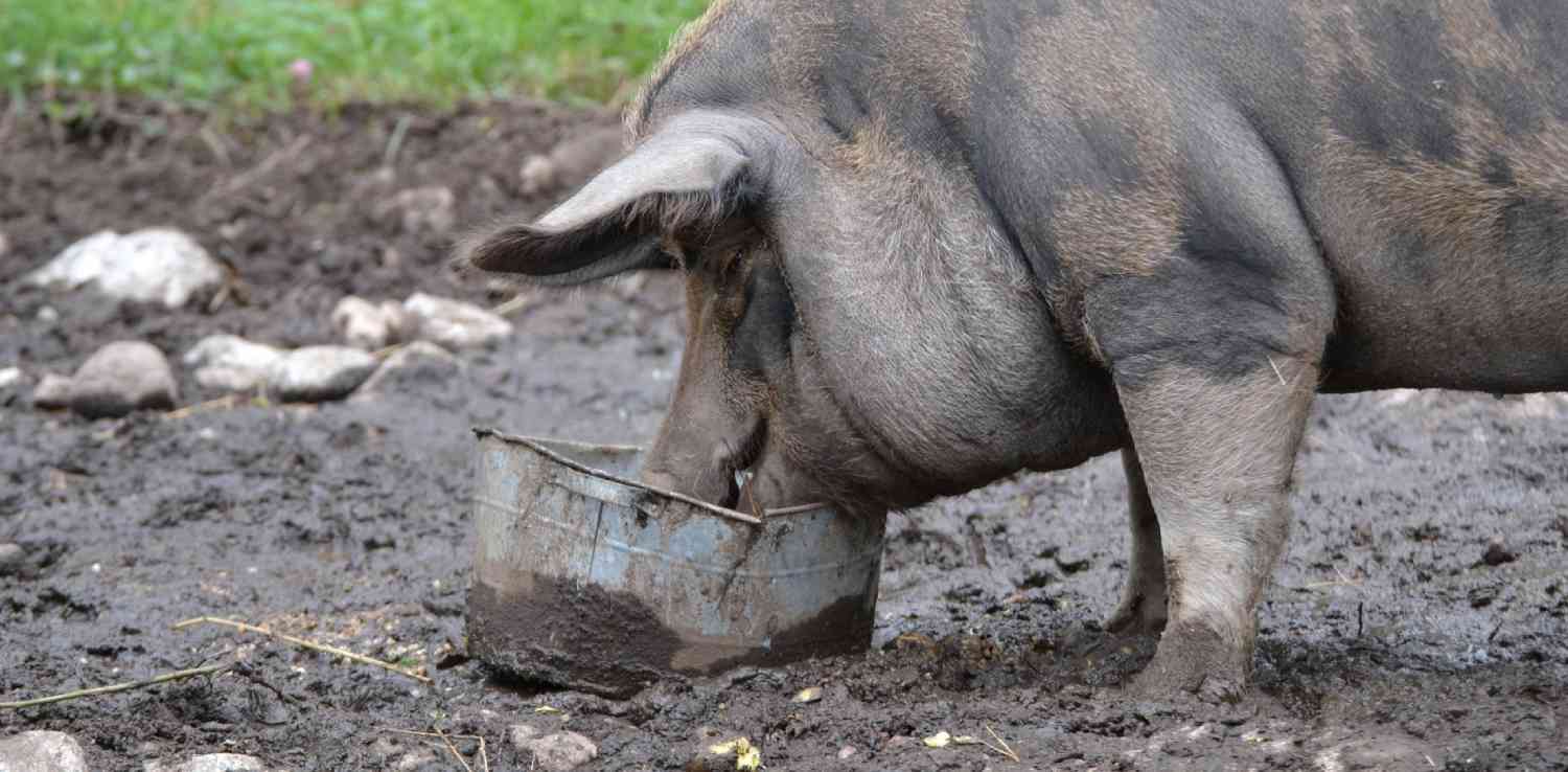 Feeding Food Waste to Pigs as a Sustainable Solution - Green Network Asia