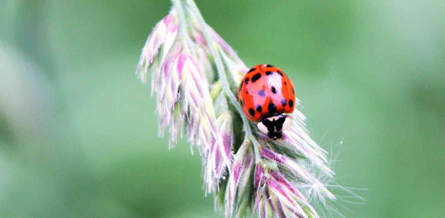 A Worrying State of Insect Decline - Green Network Asia